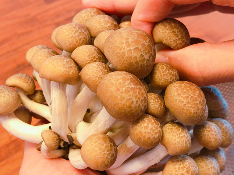 野菜ソムリエ・緒方湊くんおすすめ「焼いておいしい旬野菜」⑤きのこ | ベジたべるライフ | 東洋アルミエコープロダクツ株式会社